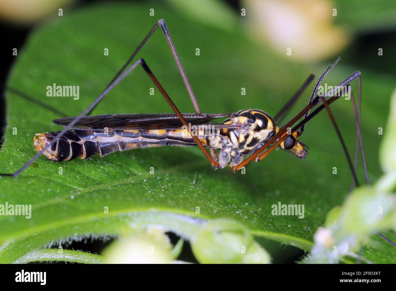 Crane fly is a common name referring to any member of the insect family ...