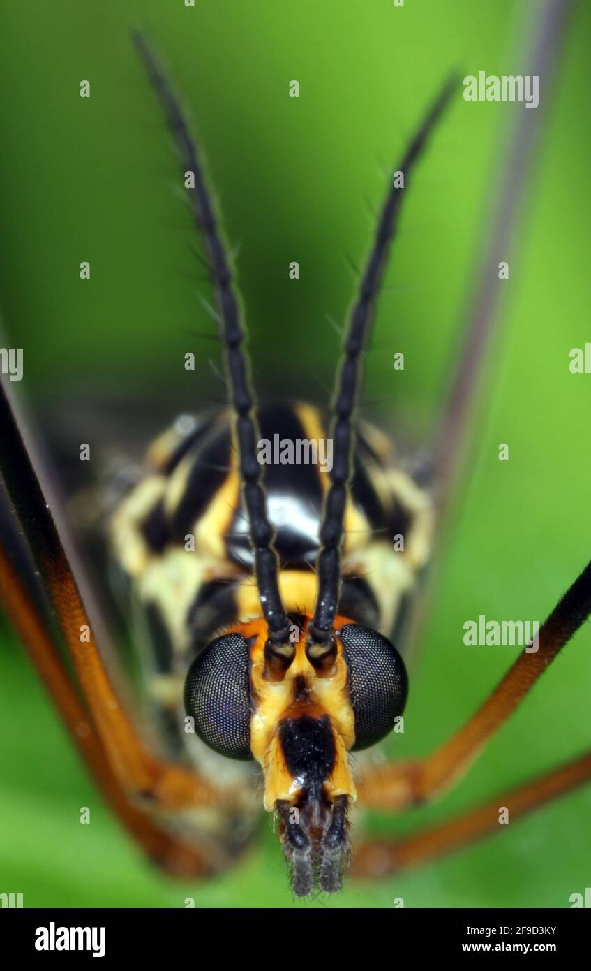 Crane fly is a common name referring to any member of the insect family ...