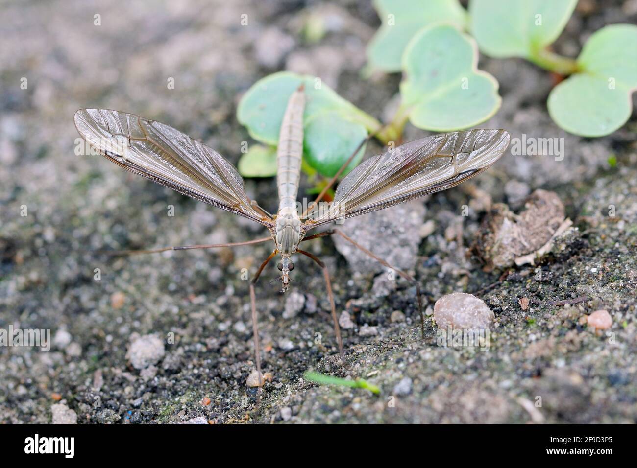 The marsh crane fly (Tipula oleracea) is member of the insect family ...