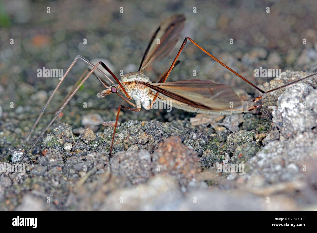 The marsh crane fly (Tipula oleracea) is member of the insect family ...