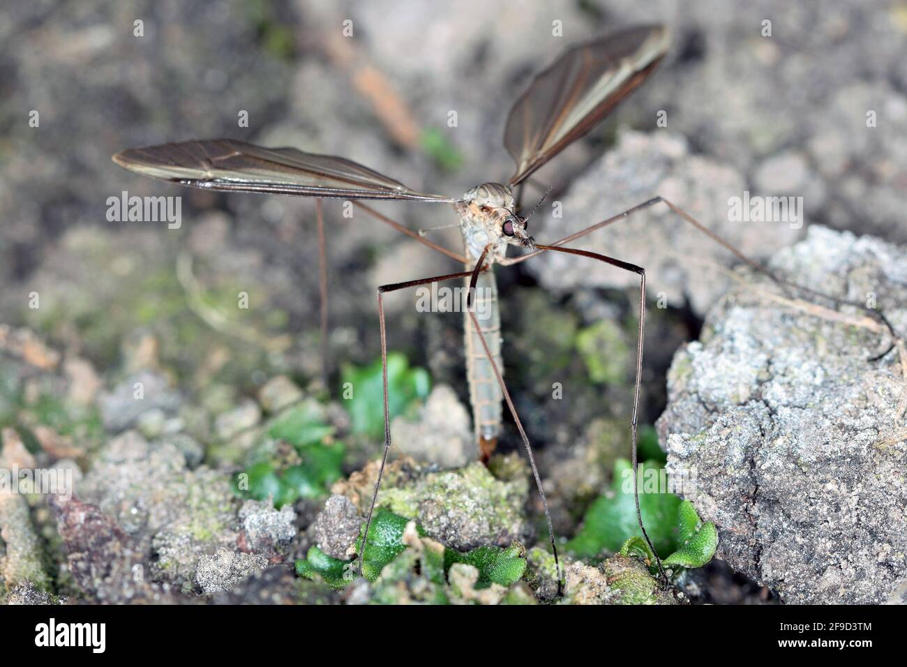 The marsh crane fly (Tipula oleracea) is member of the insect family ...