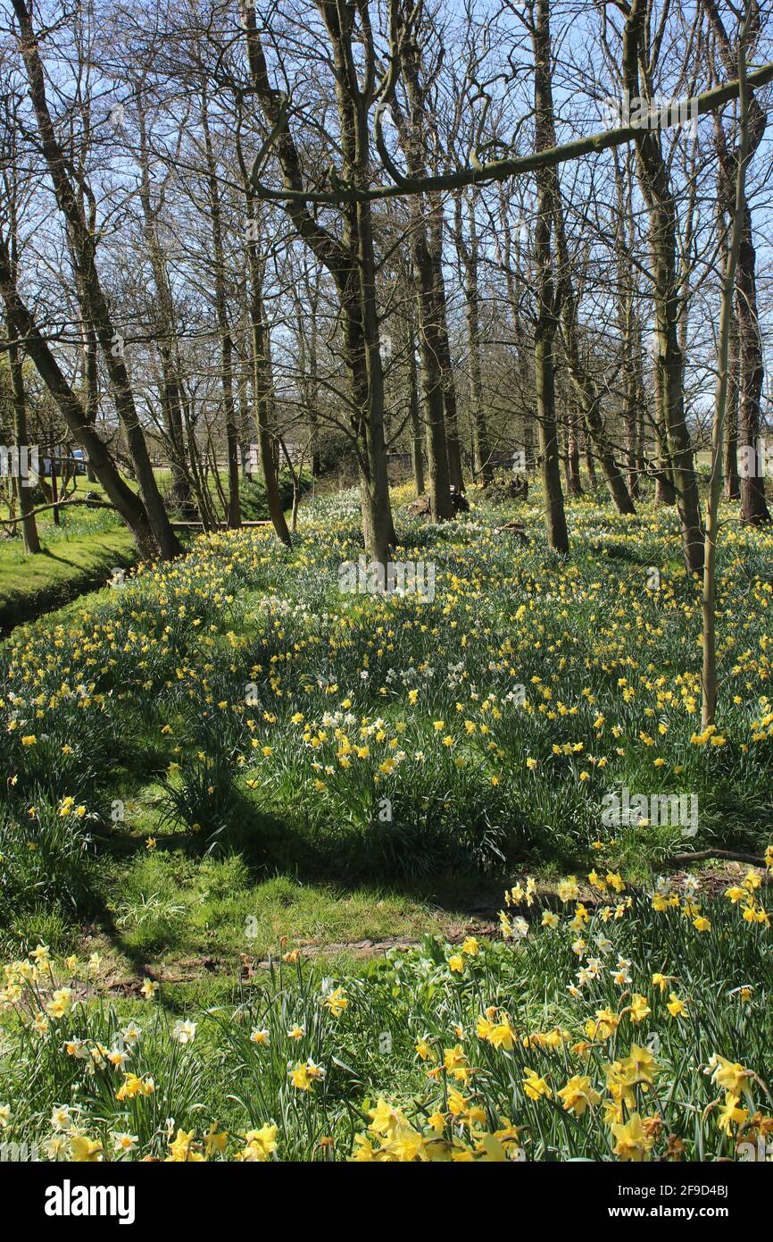 Woodland glade with flowers hi-res stock photography and images - Alamy