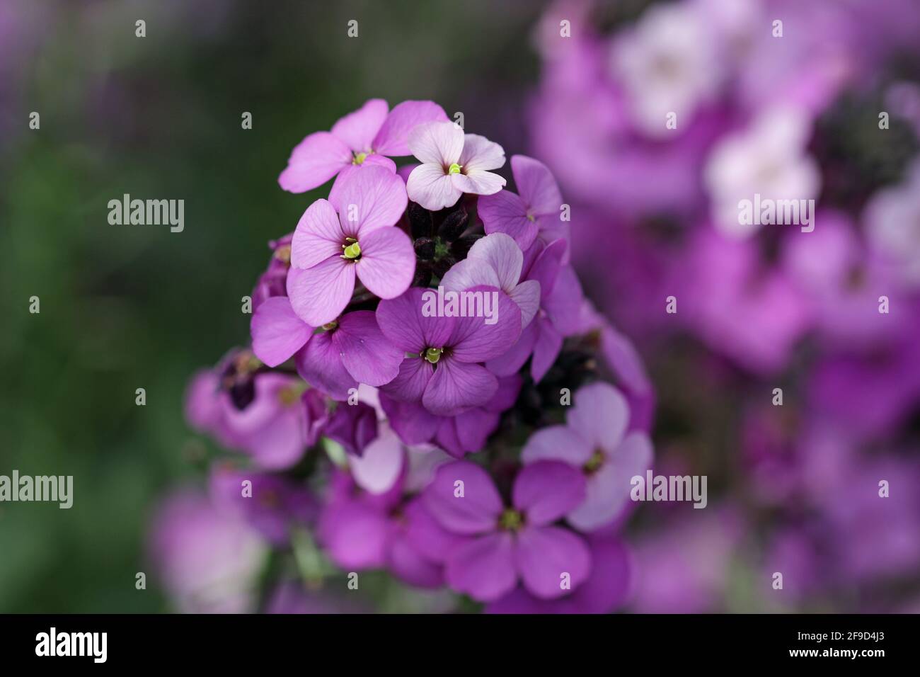 Purple everlasting perennial wallflower, Erysimum bicolor, variety ...