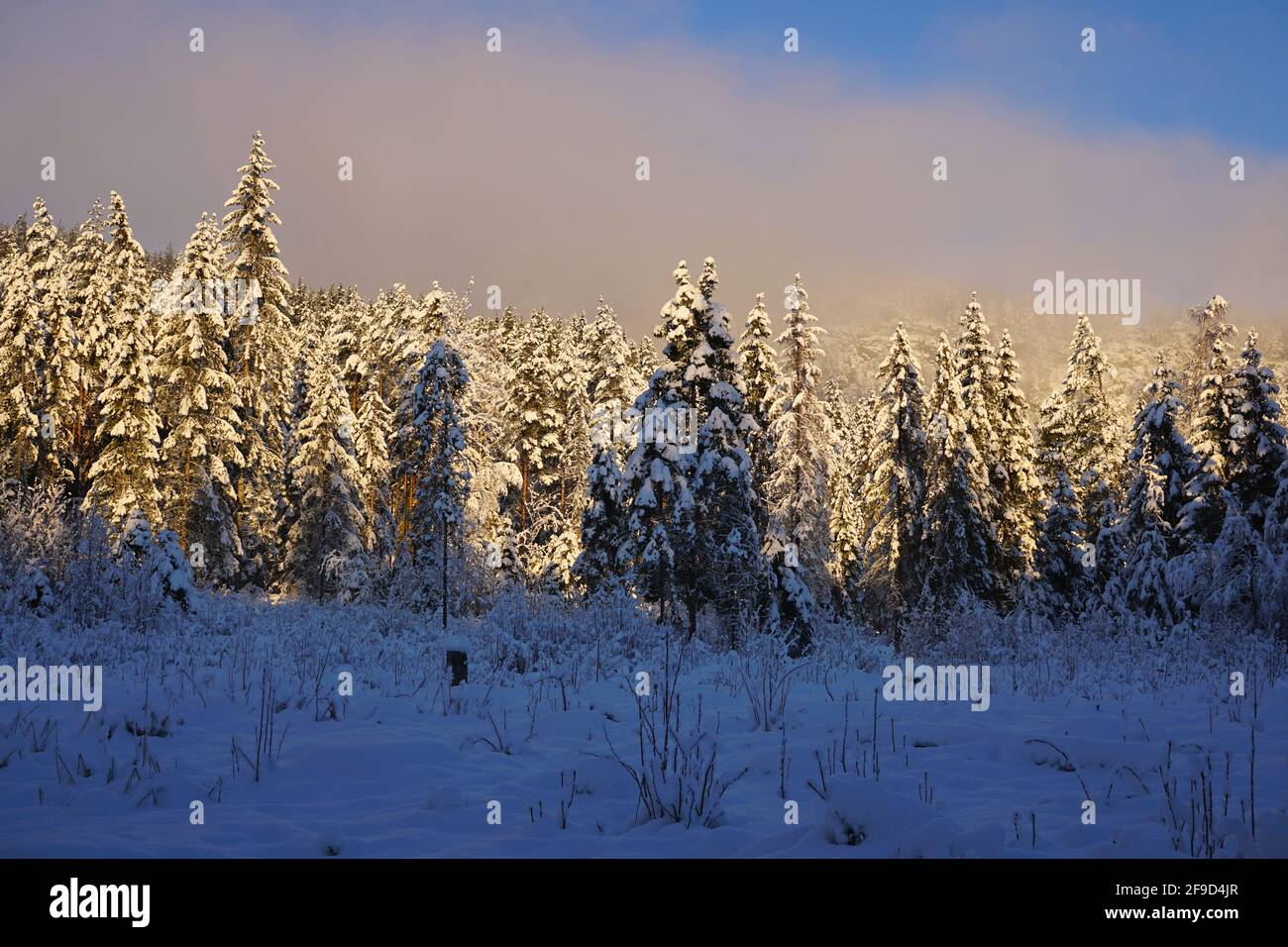 Snow covered forest with magic sunlight Stock Photo - Alamy