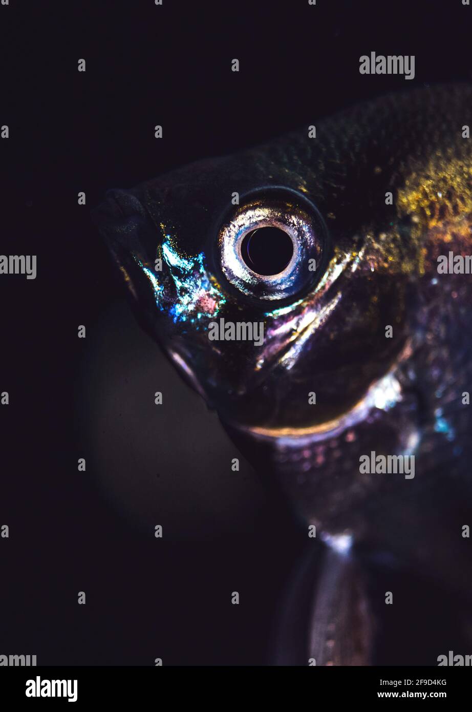 Angelfish Pterophyllum fish close up portrait, aquarium fish on a black ...