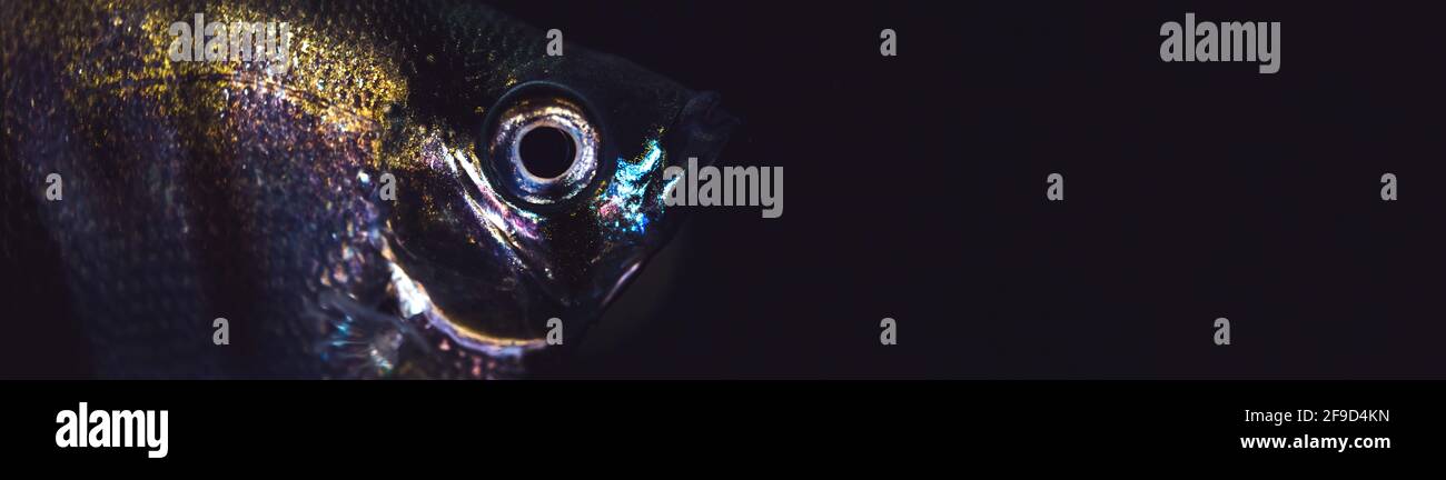 Aquarium fish on a black background, banner angelfish scalar fish close ...