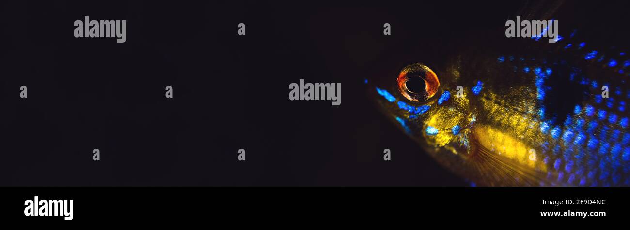 Black tetra hi-res stock photography and images - Alamy