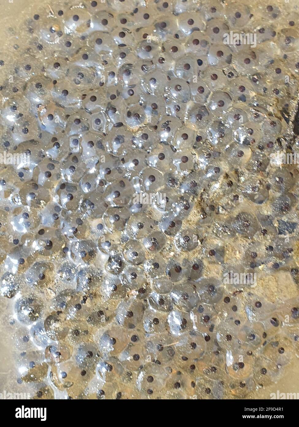 Top view of frog caviar in the water Stock Photo - Alamy