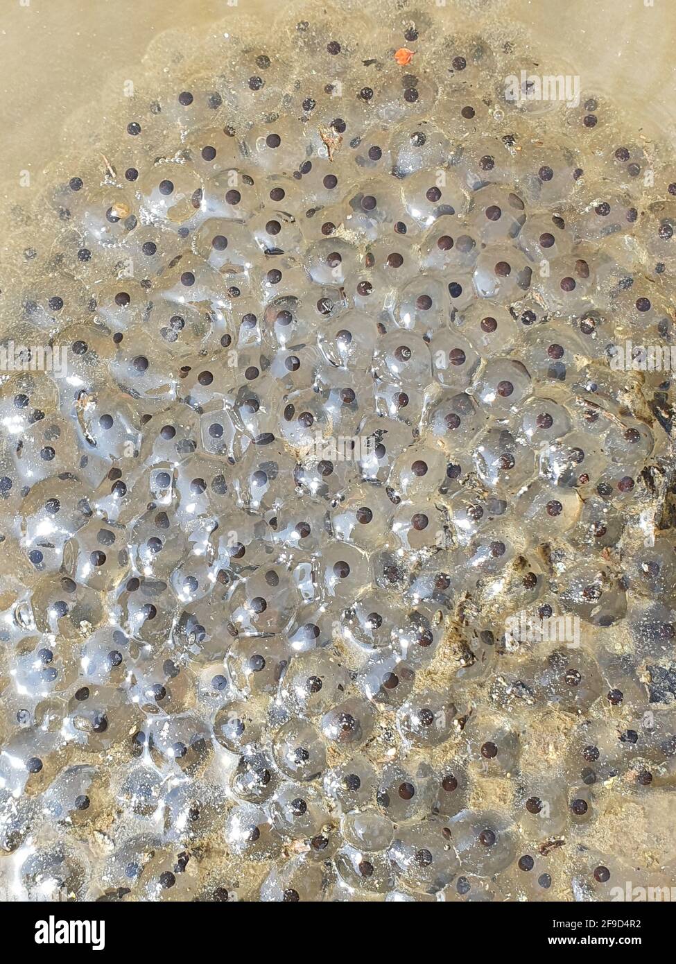 Top view of frog caviar in the water Stock Photo - Alamy