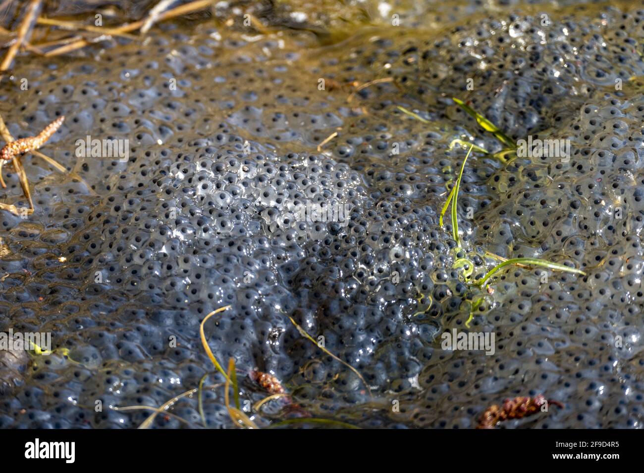 Frog caviar hi-res stock photography and images - Alamy