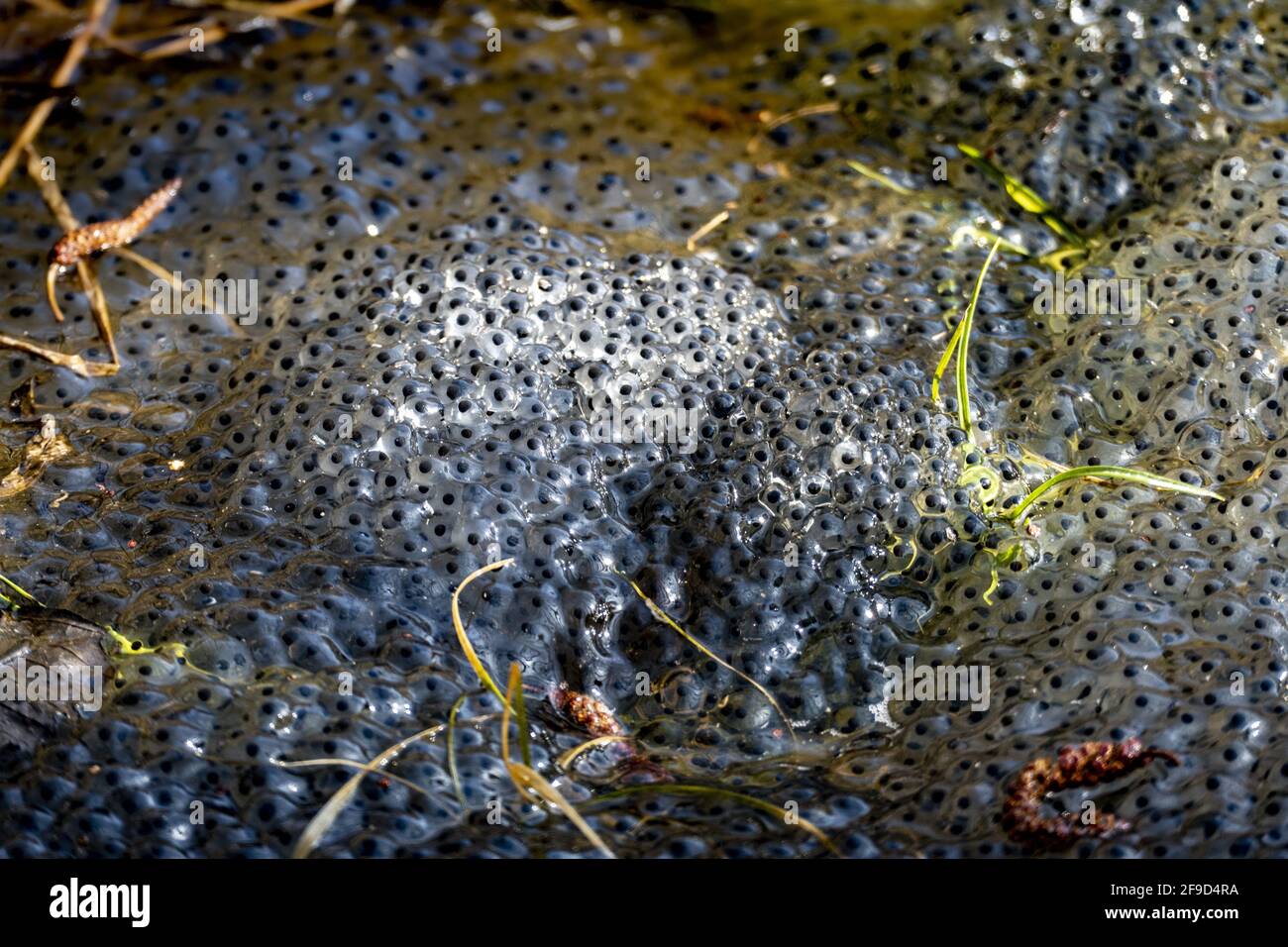 Frog caviar hi-res stock photography and images - Alamy