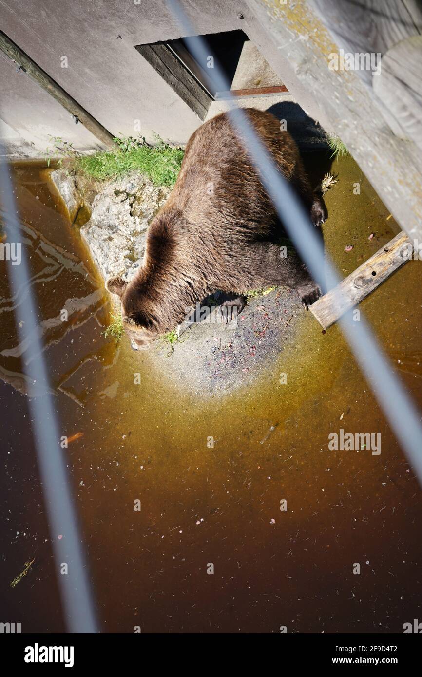 Brown bear in captivity Stock Photo - Alamy