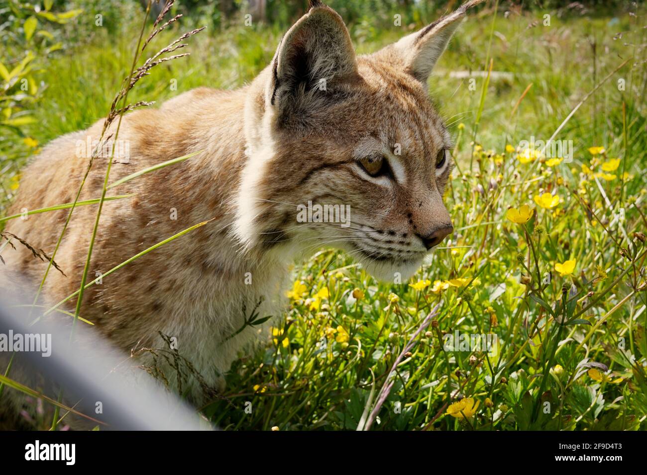 Eurasian Lynx at Langedrag naturepark in Norway Stock Photo - Alamy