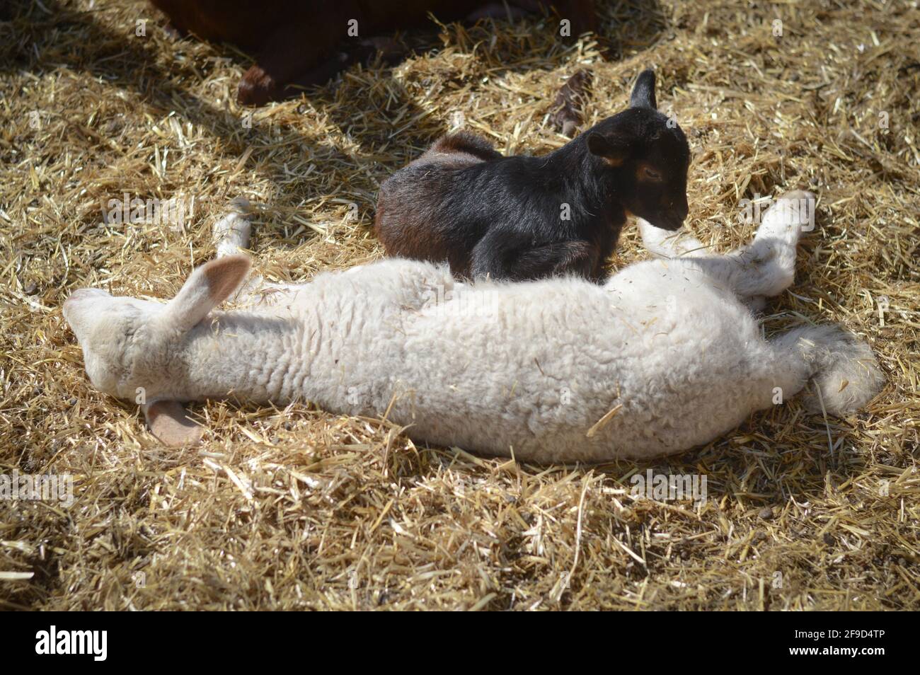 Two lying goats hi-res stock photography and images - Alamy