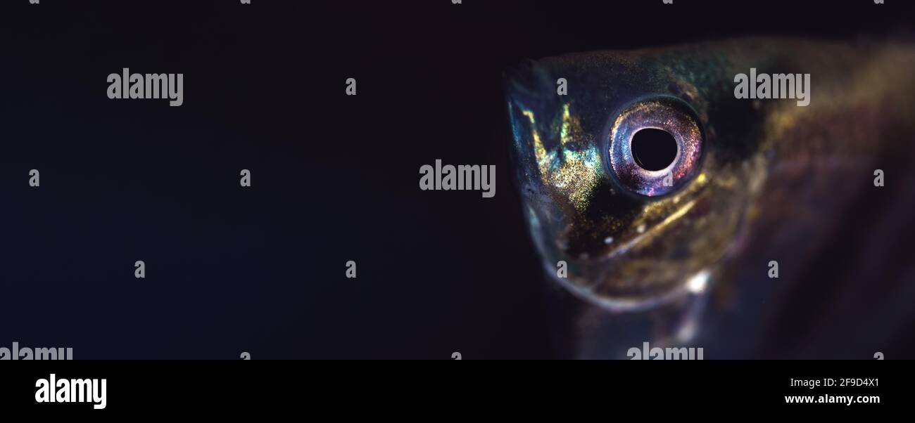 Angelfish Pterophyllum aquarium fish banner with black background ...