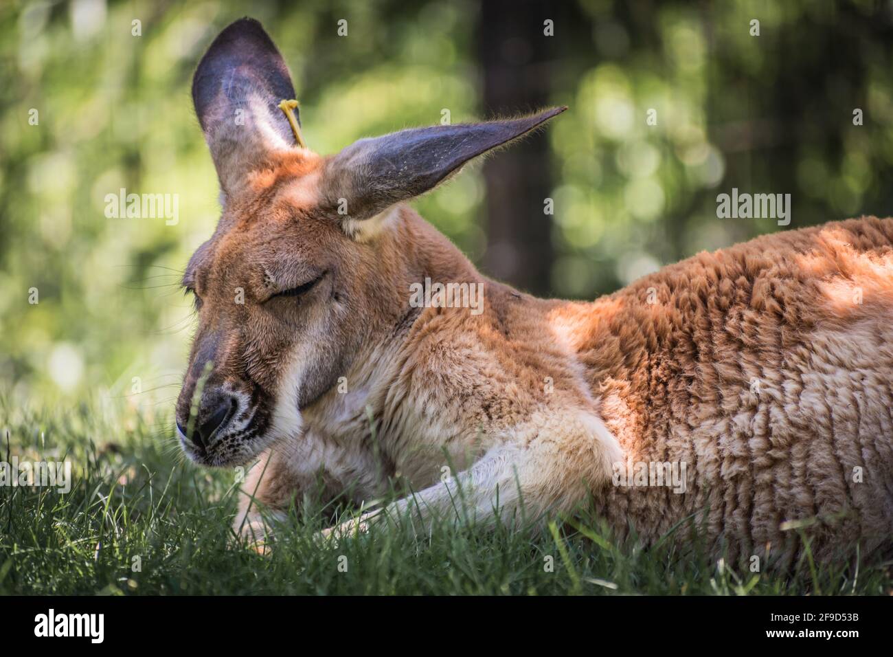 Cute sleepy red kangaroo resting on the grass Stock Photo - Alamy