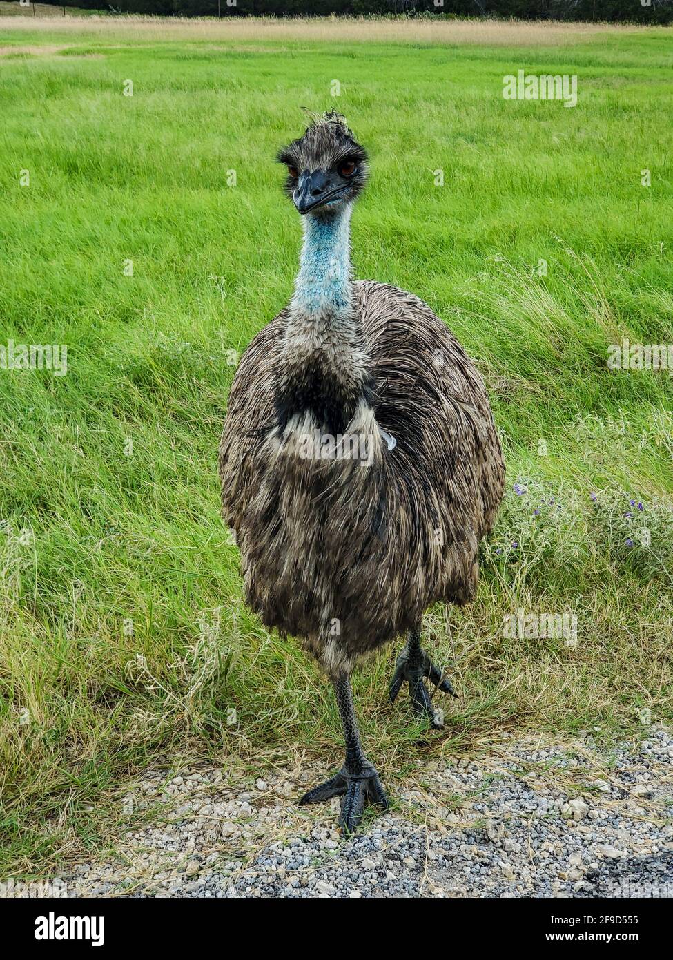 Extant bird hi-res stock photography and images - Alamy