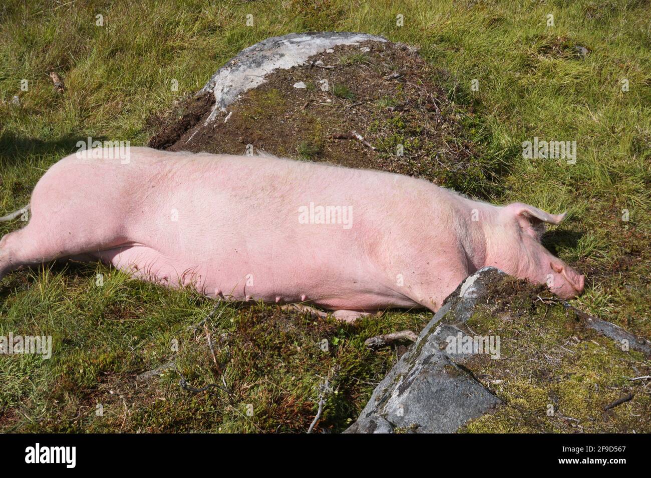 large pig sleeping, Norway Stock Photo - Alamy