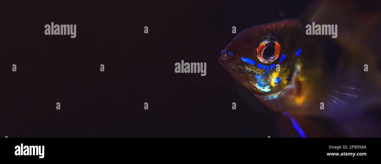 Aquarium tetra fish on black background, banner photo of colored tetra ...