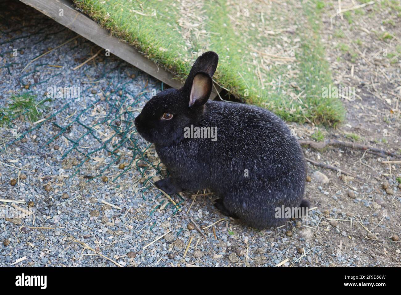 Zoo Rabbit High Resolution Stock Photography and Images - Alamy