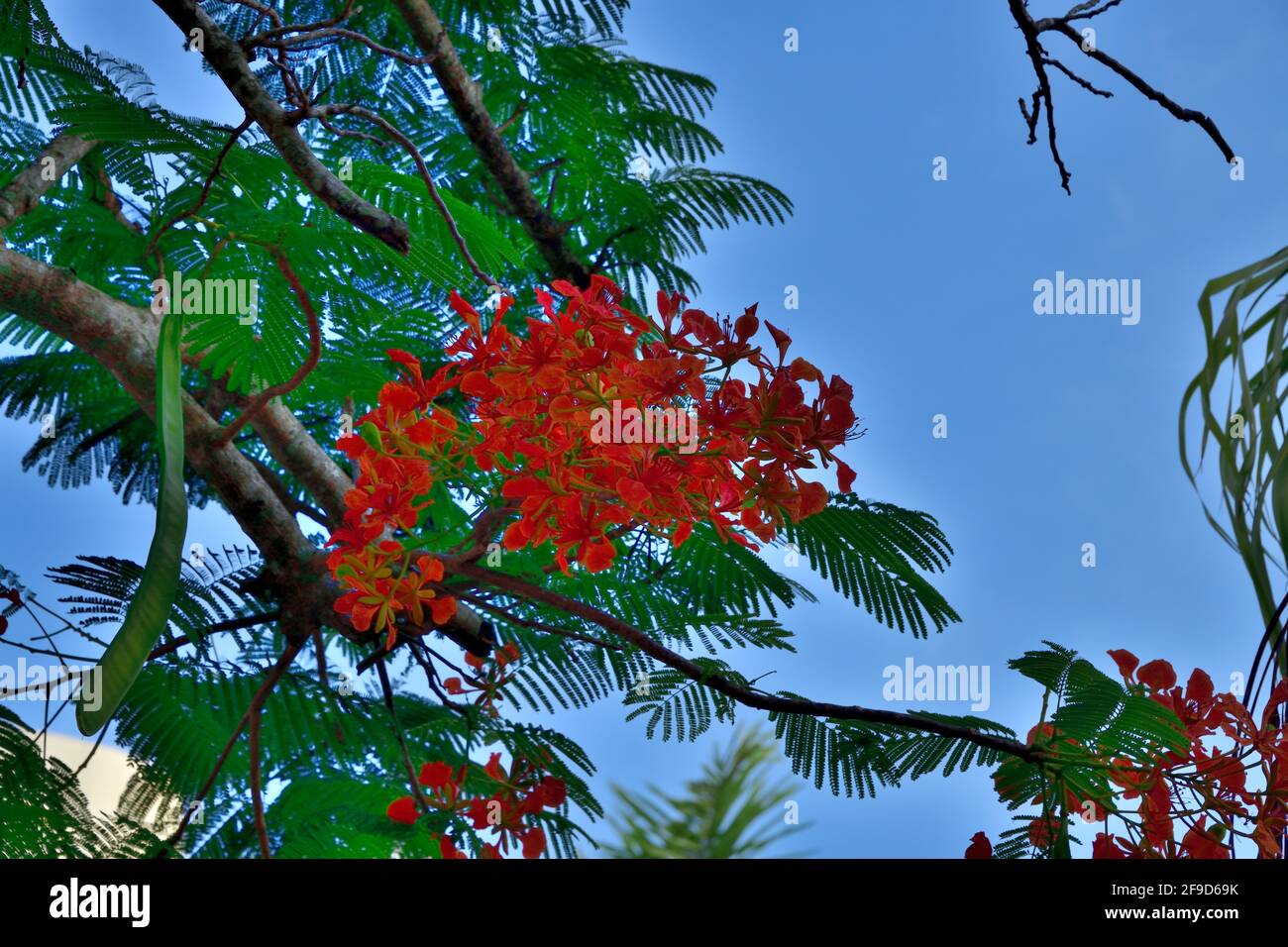 Colorful color flower tree hi-res stock photography and images - Alamy