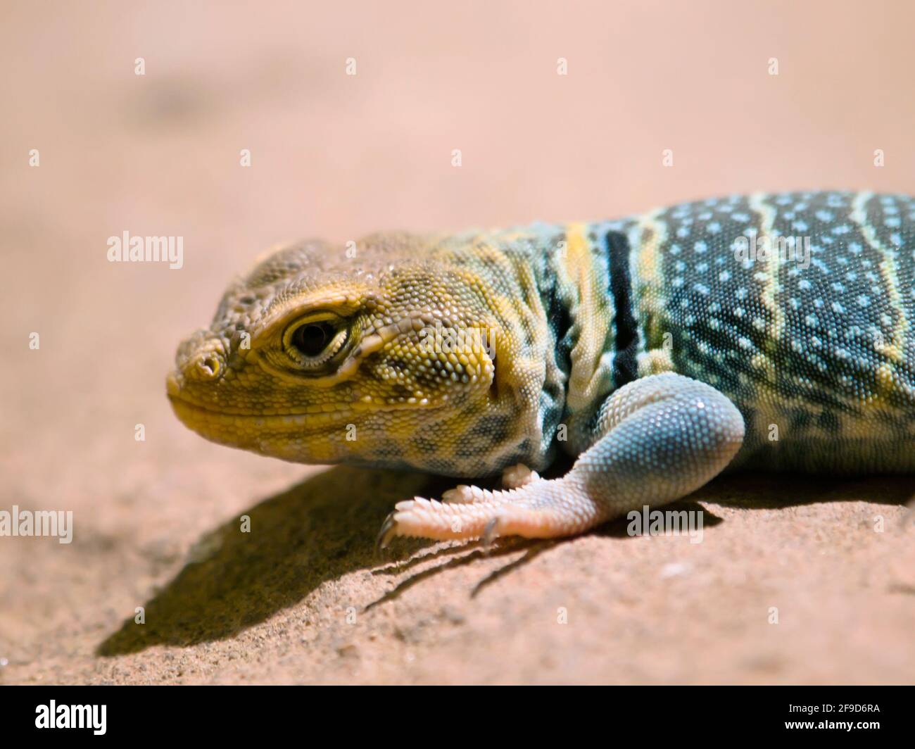 Baja Blue Rock Lizard - Petrosaurus thalassinus Stock Photo - Alamy