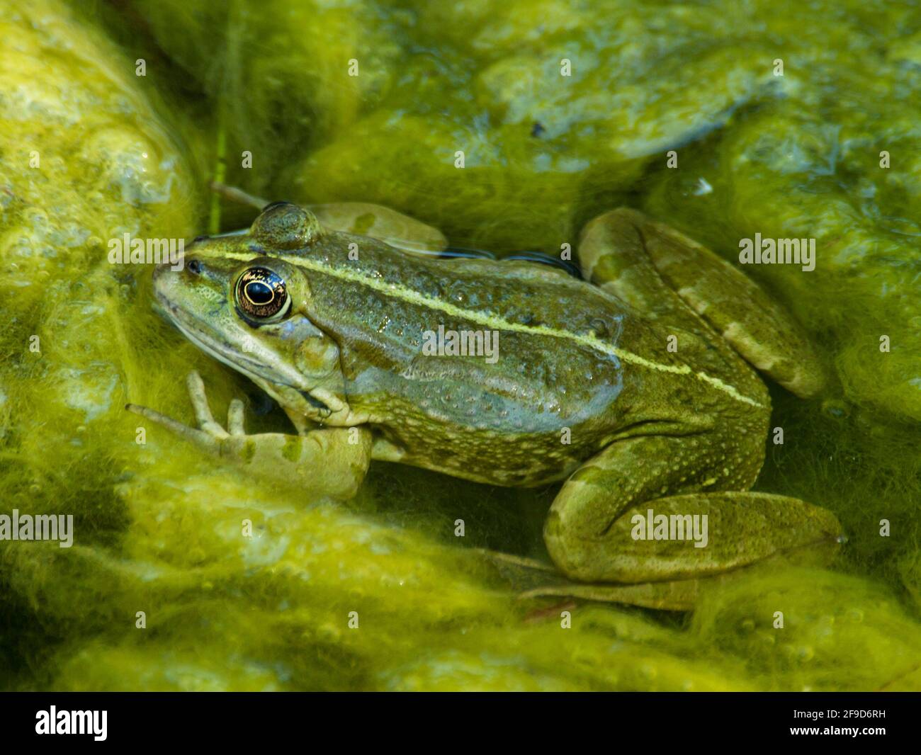 Green frog resting in water Stock Photo - Alamy