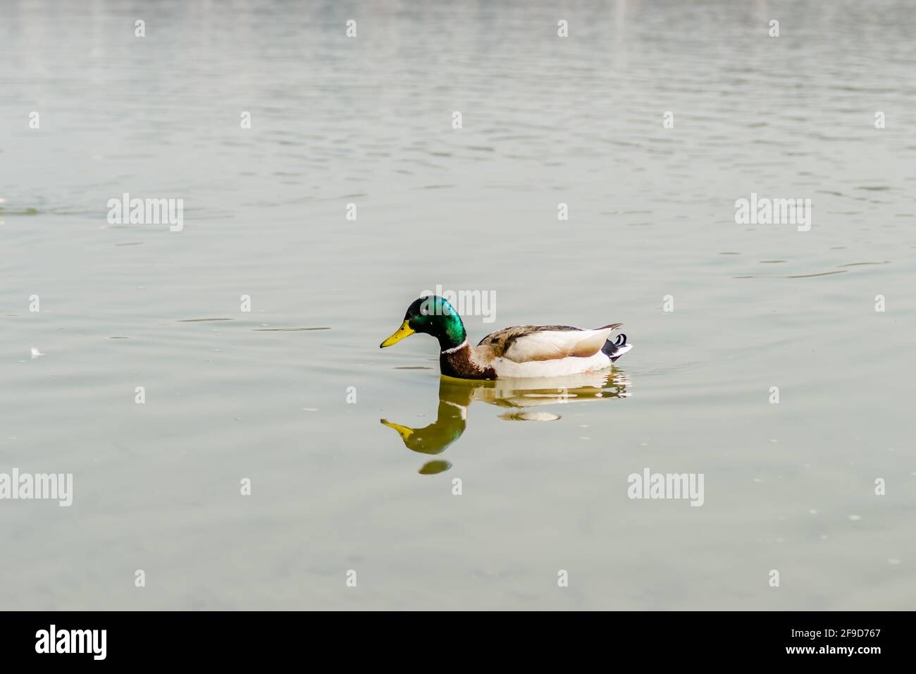 Wild ducks in their natural environment Stock Photo - Alamy
