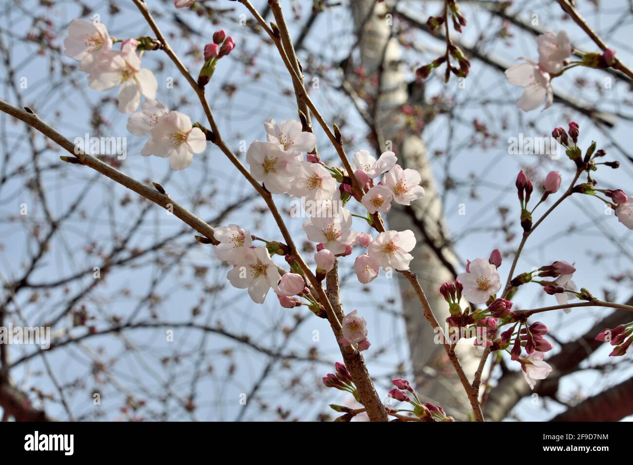 Jinhae cherry blossoms hi-res stock photography and images - Alamy