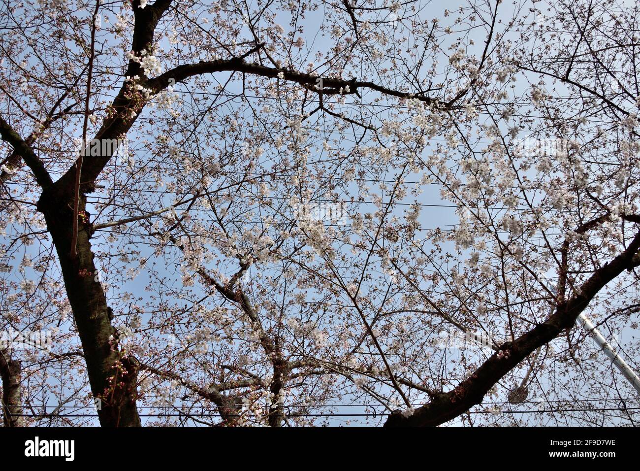 Jinhae cherry blossoms hi-res stock photography and images - Alamy