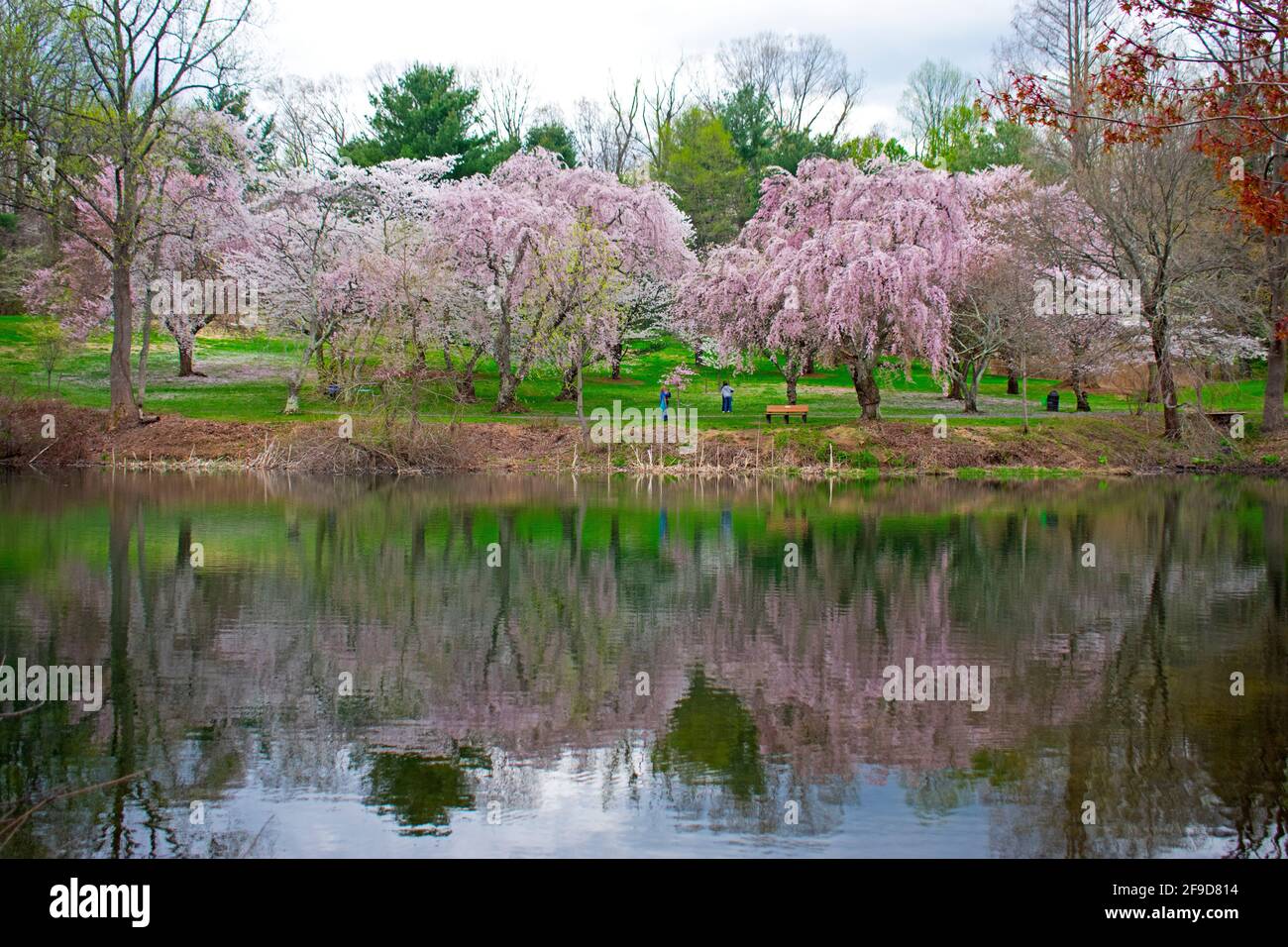 Cherry blossom trees surrounding the lake at Holmdel Park, New Jersey ...