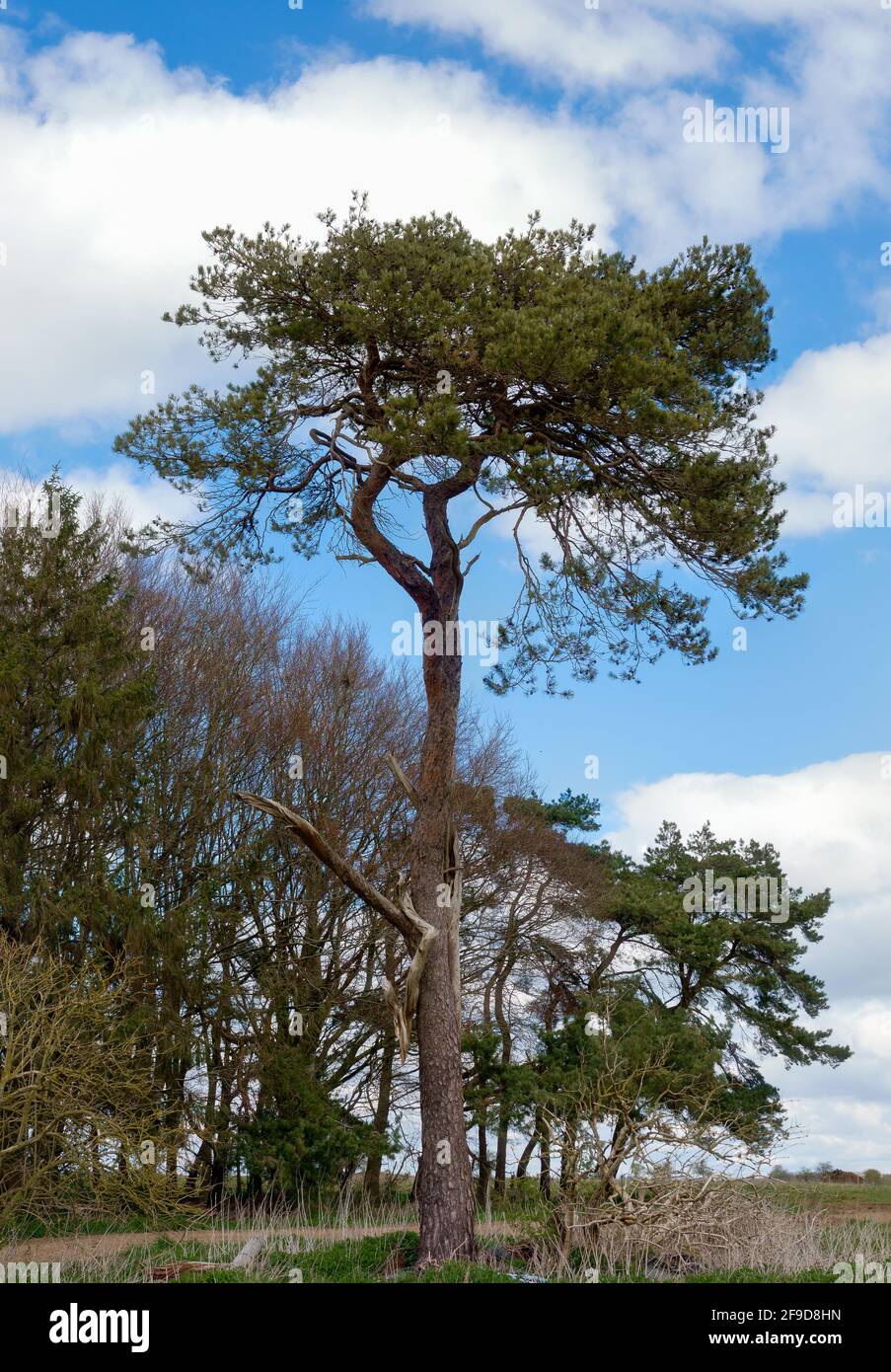 Splintered tree wood hi-res stock photography and images - Alamy
