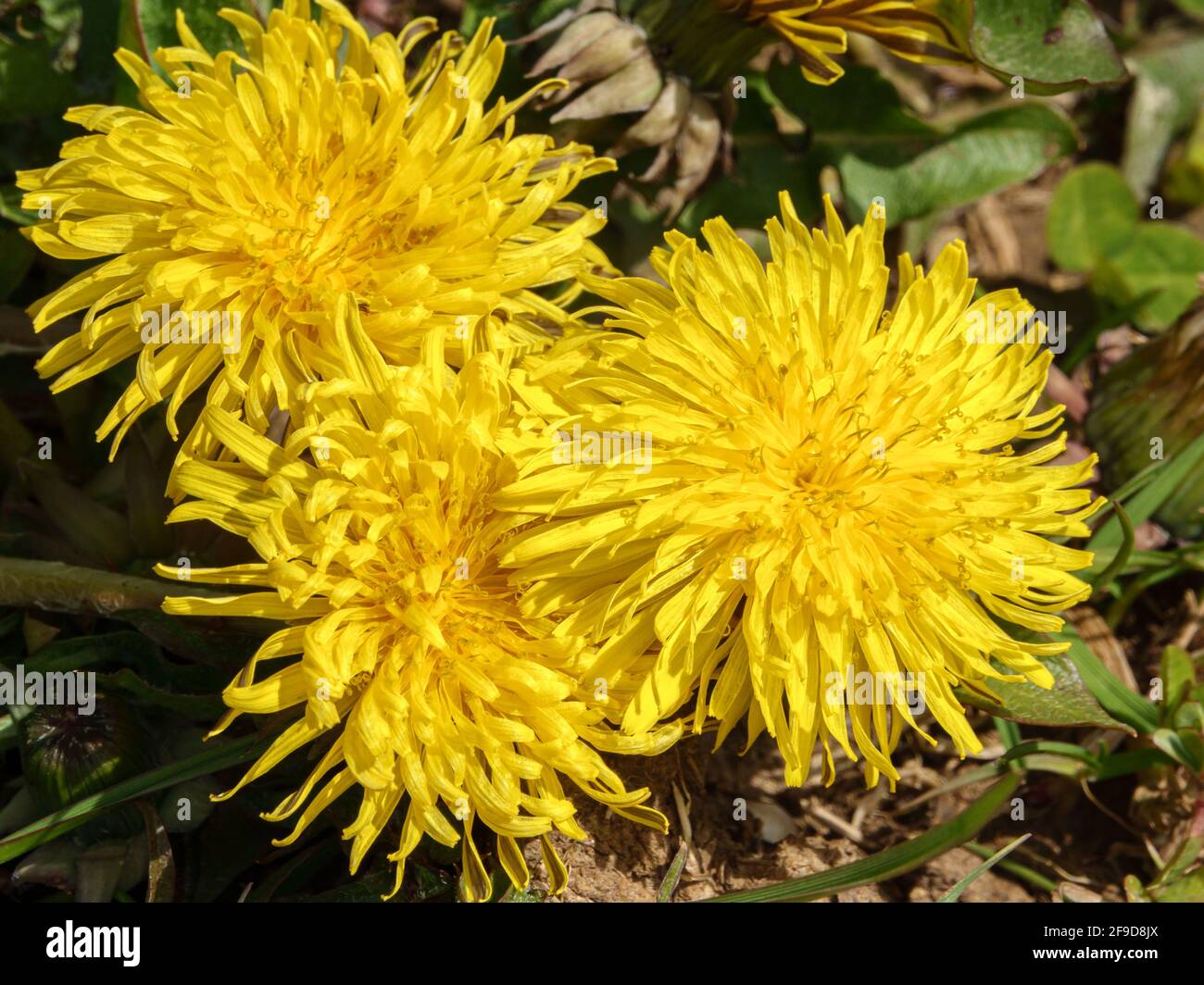 three bright yellow spring dandelions in full bloom Stock Photo - Alamy