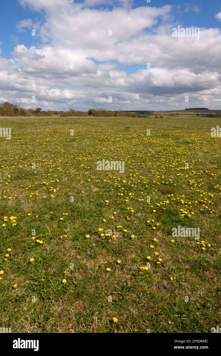 a meadow filled with bright yellow spring dandelion under a blue and ...