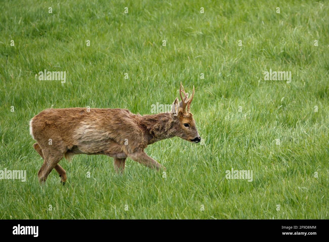 Deer prancing hi-res stock photography and images - Alamy