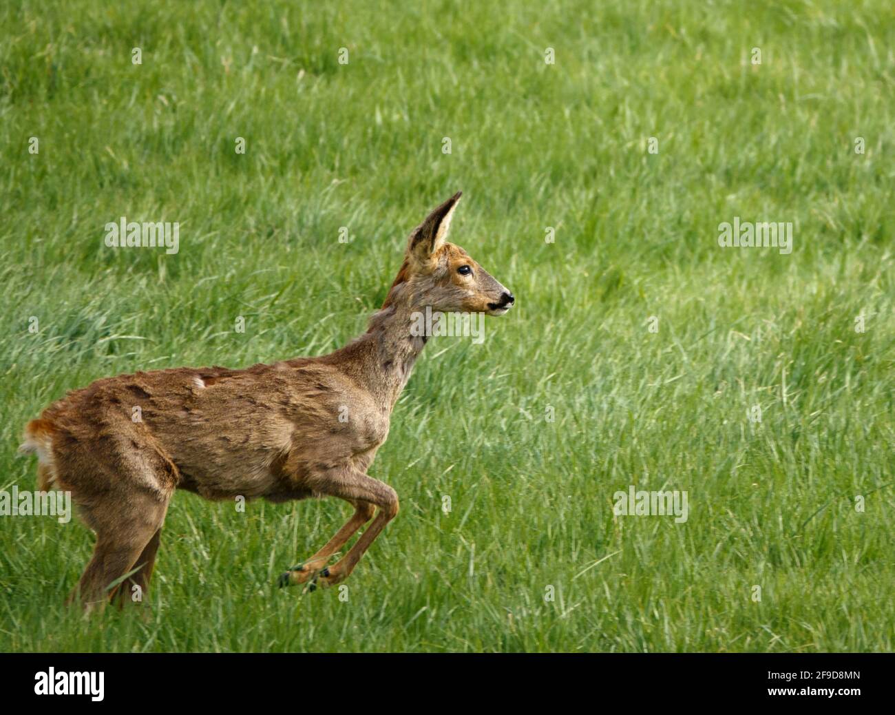 wild Roe Deer running, jumping and prancing on Salisbury Plain, North ...