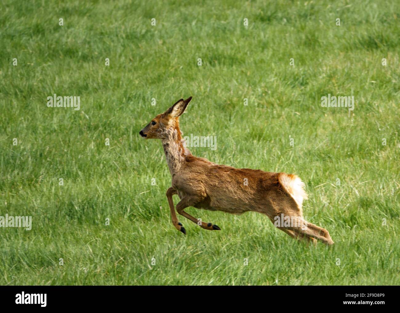wild Roe Deer running, jumping and prancing on Salisbury Plain, North ...
