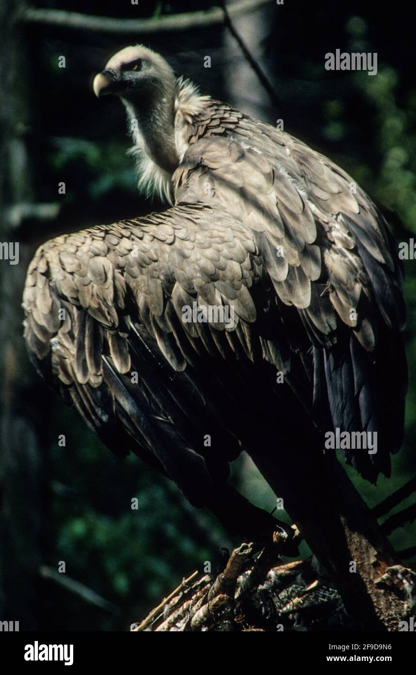 A griffon vulture with his wings spread out sitting on a branch at the ...