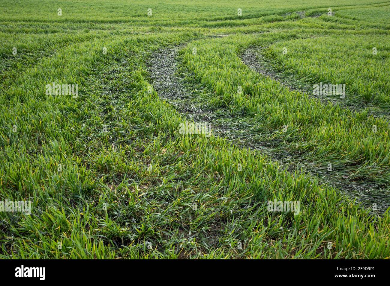 Tyre mark grass hi-res stock photography and images - Alamy