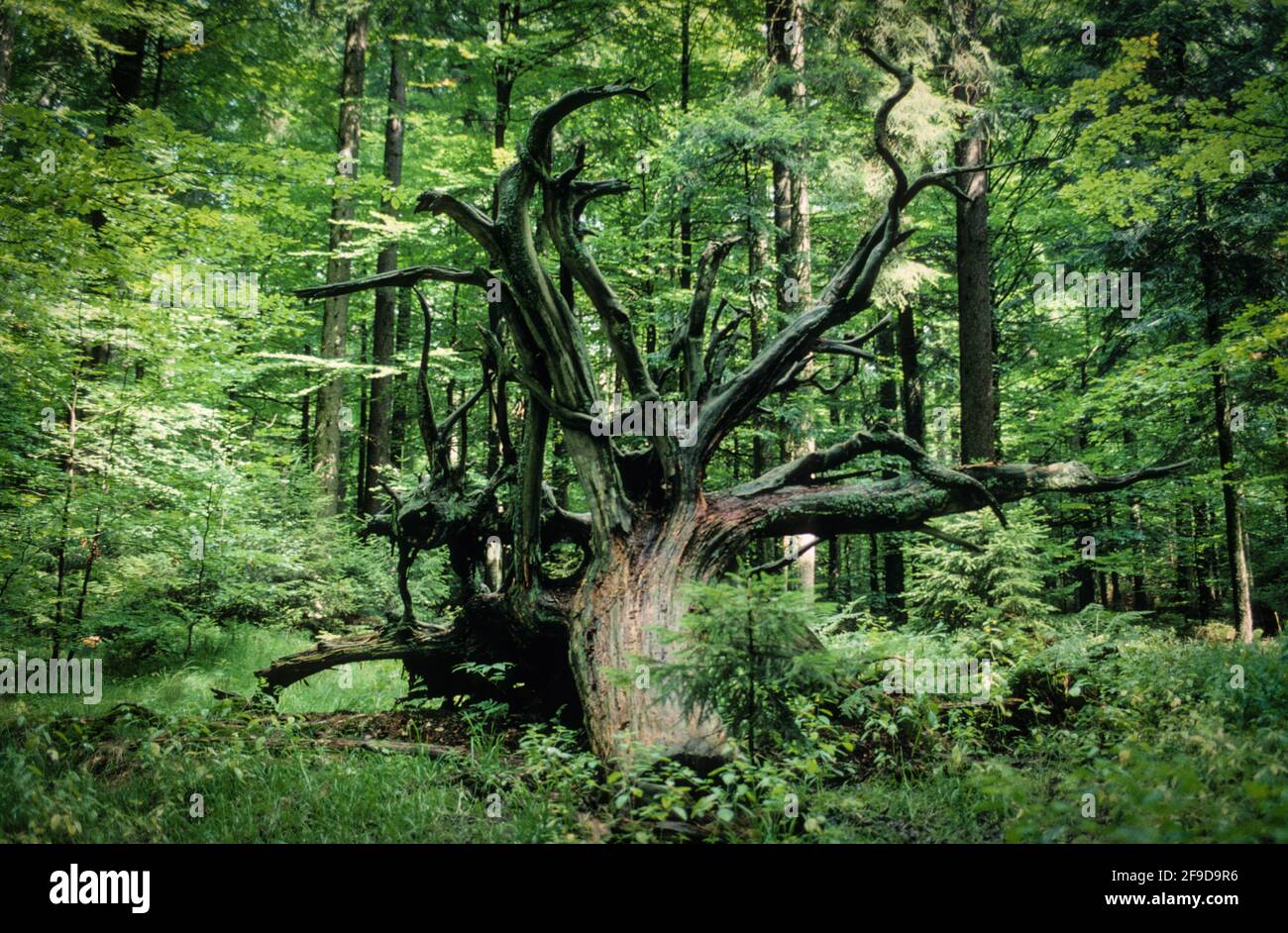 Roots of a fallen tree that is left to rot at Bavarian Forest National ...