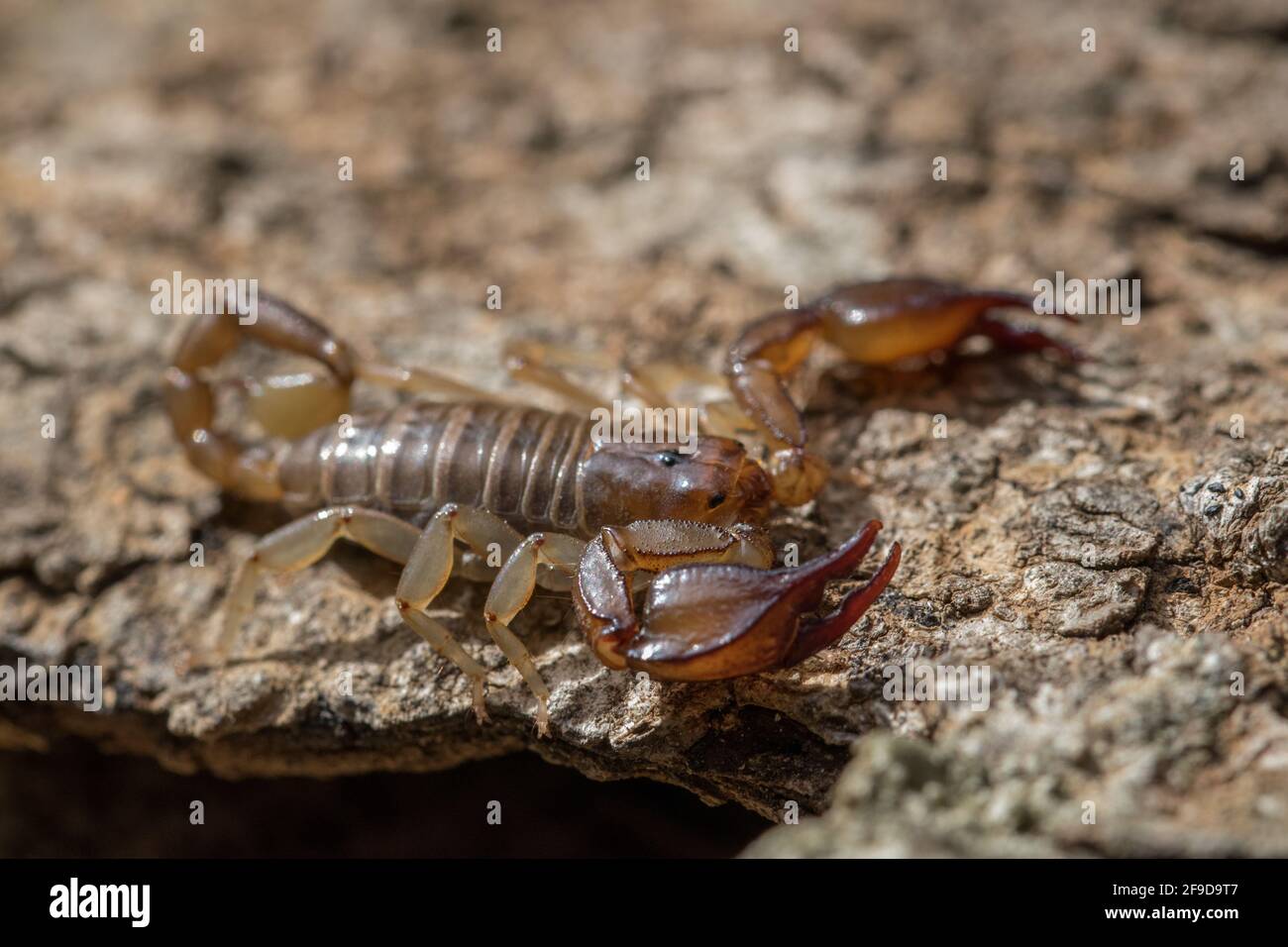 The Maltese scorpion, Euscorpius sicanus , hunting for prey on a tree ...