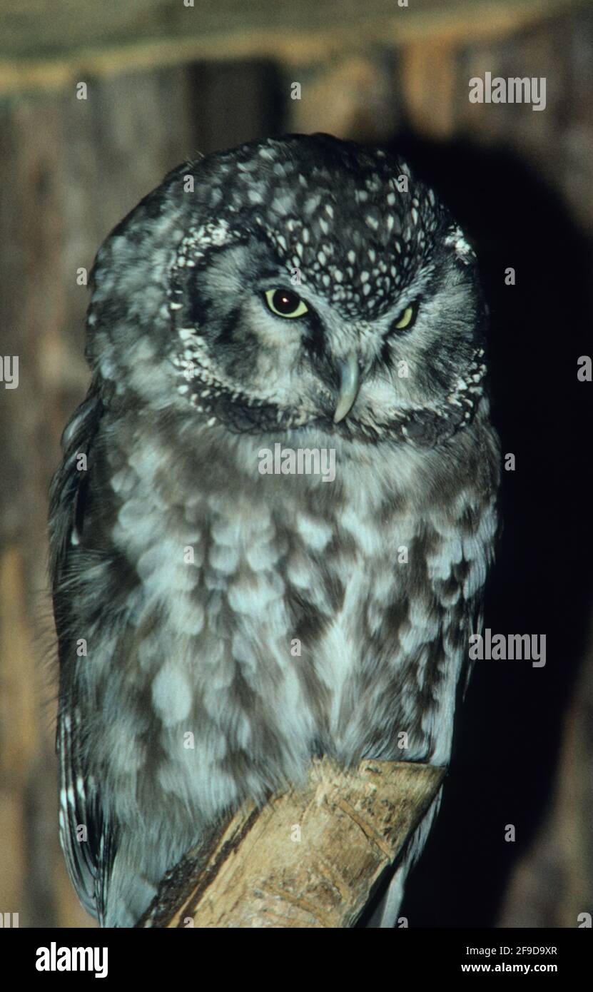 The mistrustful eye of the owl: a small Boreal Owl (Aegolius funereus ...