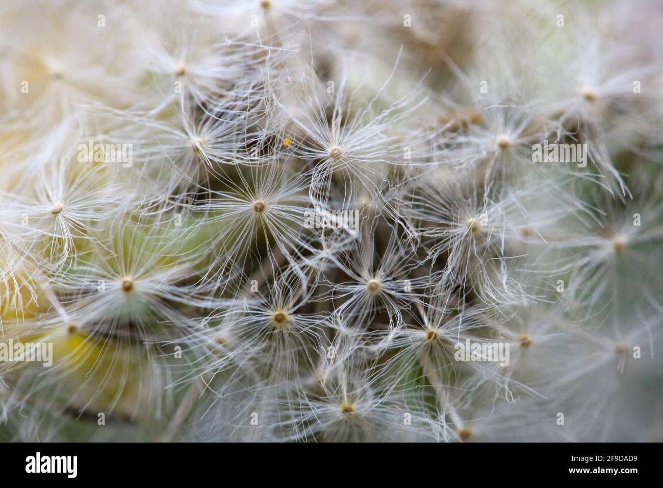Dandelion Texture High Resolution Stock Photography and Images - Alamy
