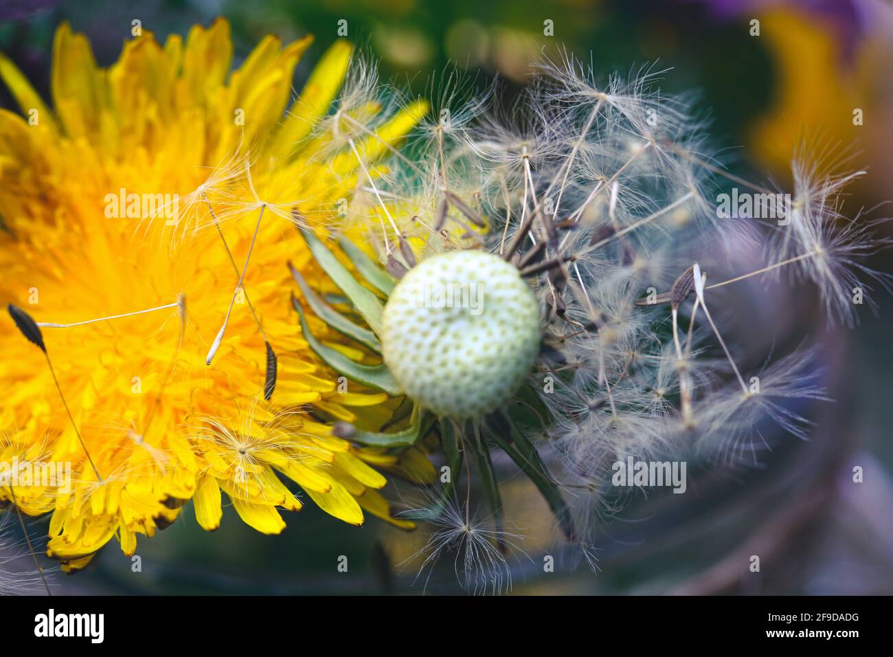 Dandelion texture hi-res stock photography and images - Alamy