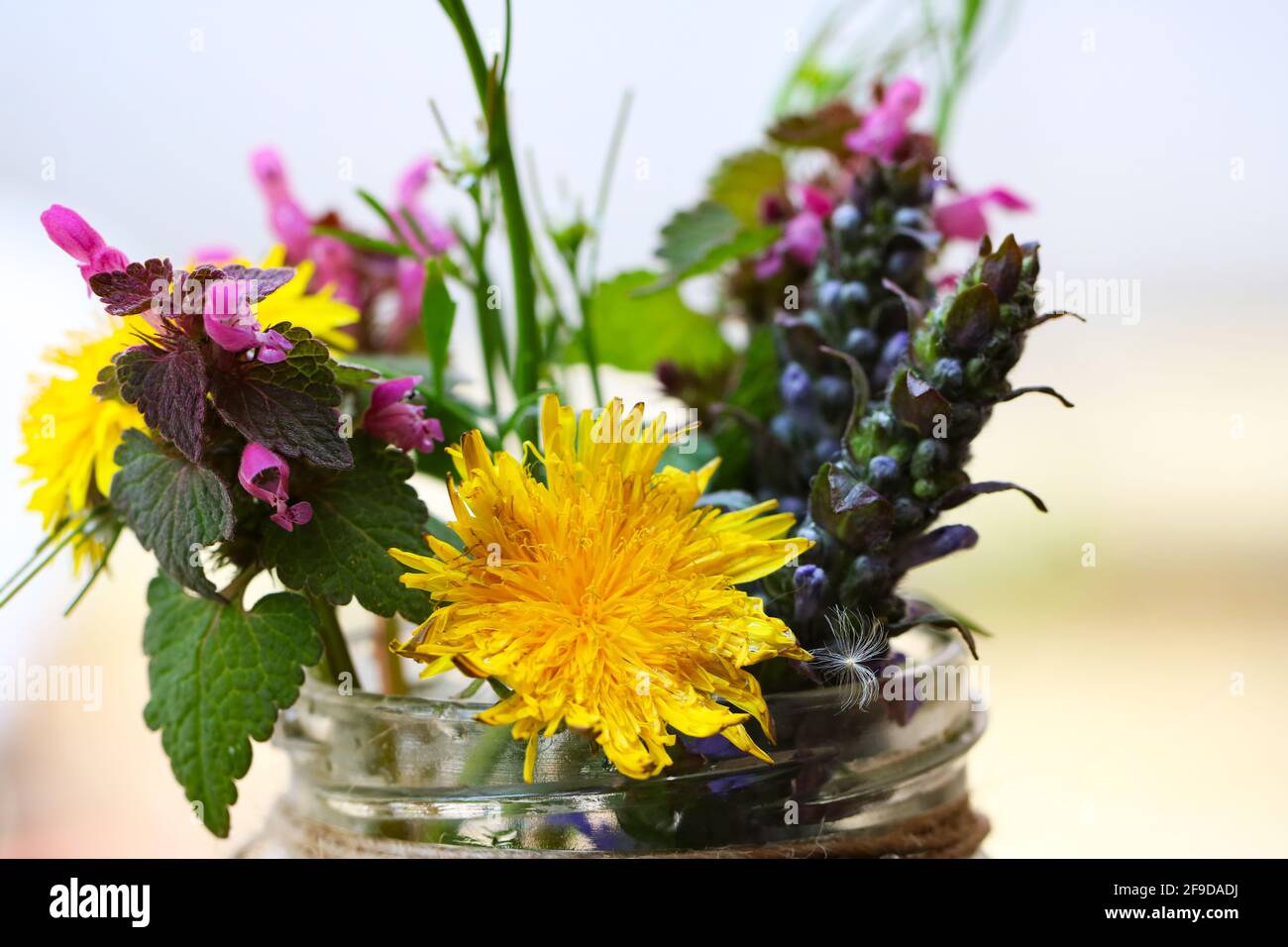 Spring ecosystem hi-res stock photography and images - Alamy