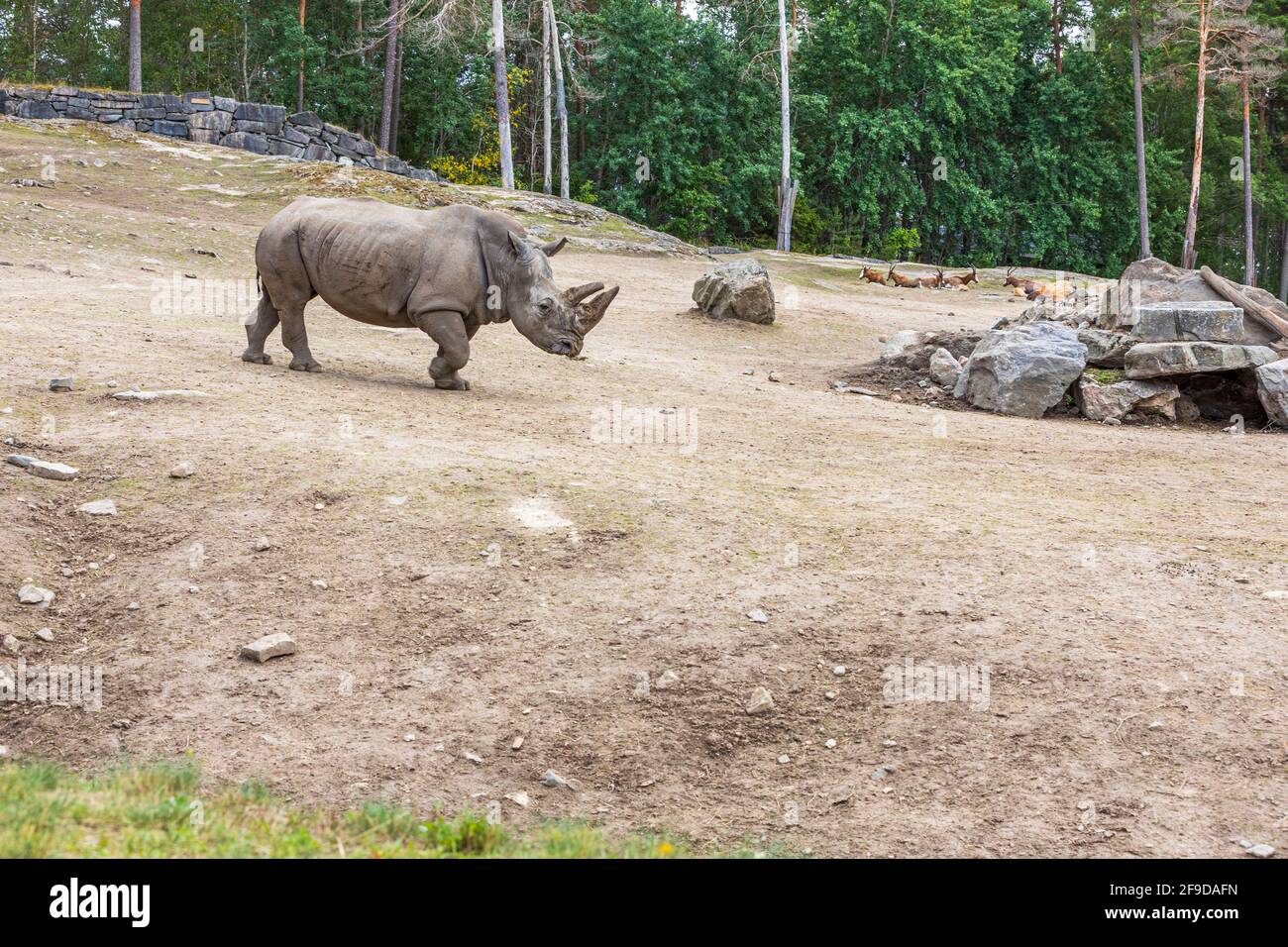 Beautiful view of rhino in zoo aviary. Wildlife outdoor park. Sweden ...