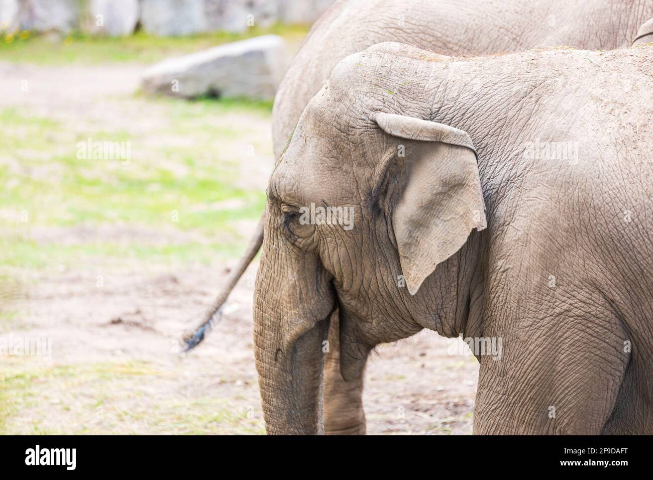 Close up view of elephant head. Beautiful wild animals background ...