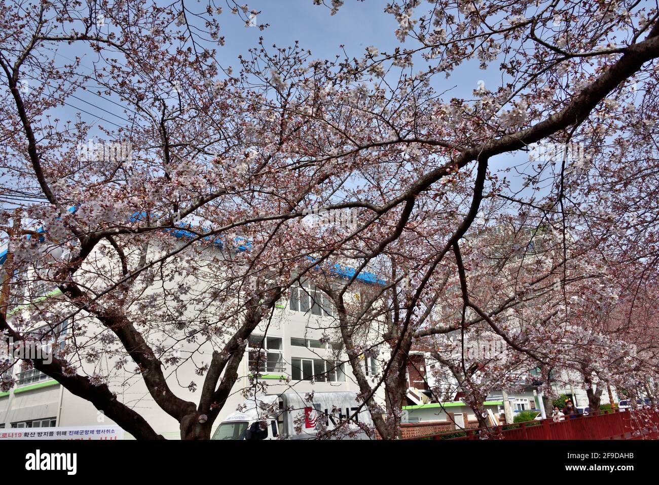Jinhae cherry blossoms hi-res stock photography and images - Alamy