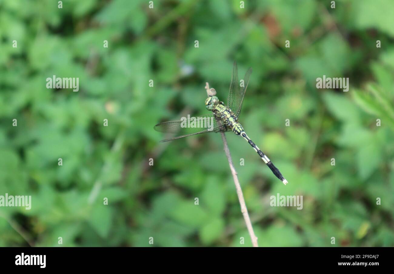 Overhead view of a green and black dragonfly looks around by moving the ...
