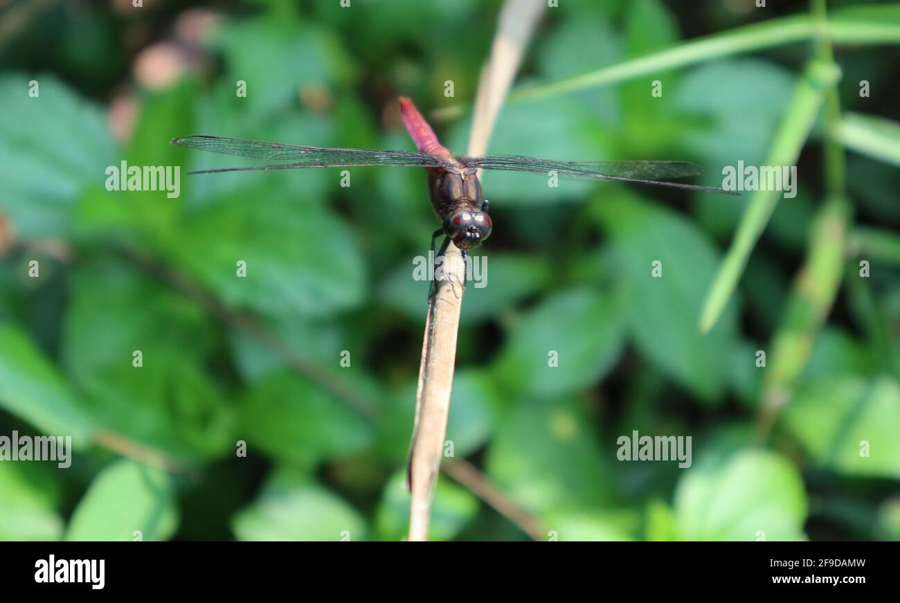 Dragonfly front hi-res stock photography and images - Alamy